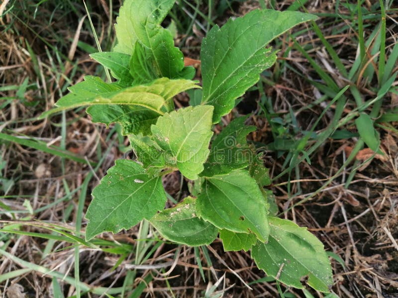 Tulsi tree plant stock image. Image of plan, vegetable - 183292207