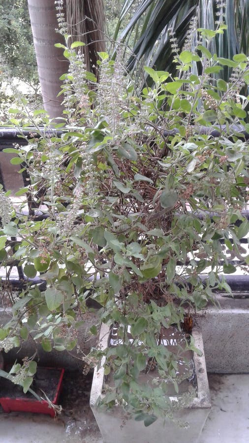Tulsi tree stock image. Image of religious, plant, tree - 122748649