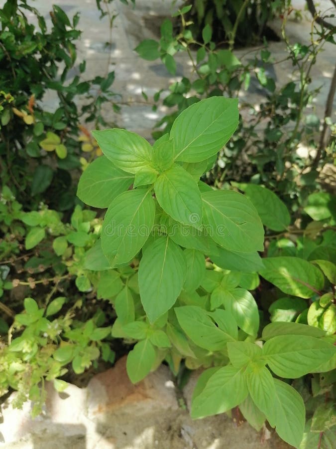 Tusli Plant Stock Photos - Free & Royalty-Free Stock Photos from Dreamstime