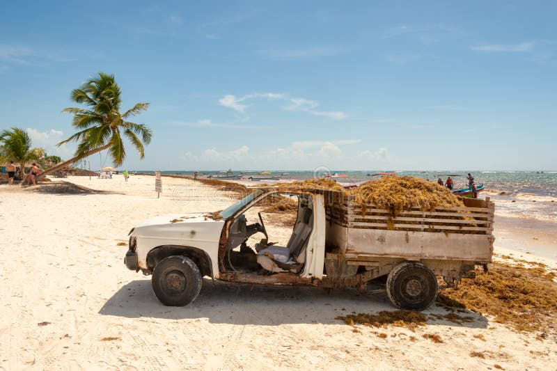 Patches of Sargassum Seaweed on Playa Paraiso Editorial Image - Image ... Patches of Sargassum Seaweed on Playa Paraiso Editorial Image - Image ...