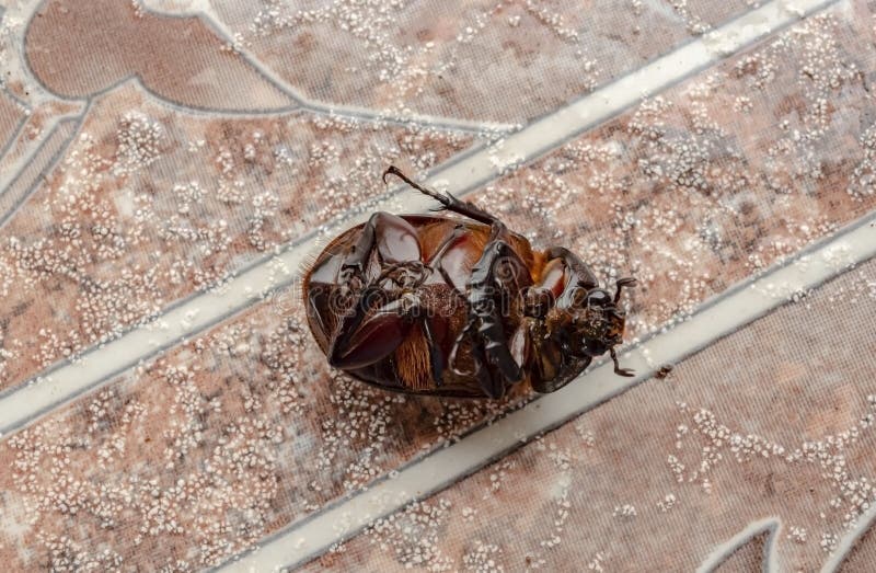 Tumble Bug Stock Photos - Free & Royalty-Free Stock Photos from Dreamstime