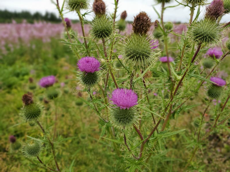 Tumble weed stock photo. Image of nature, meadow, plant - 196363662