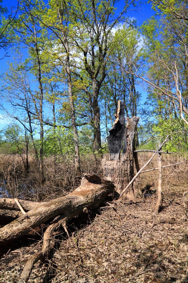Tumbled tree stock photo. Image of hurricane, leaf, storm - 19926312