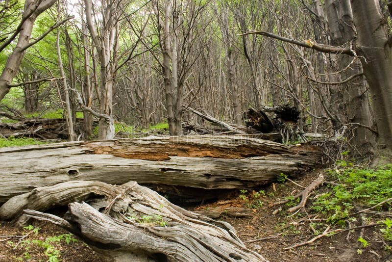 Tumbled tree stock photo. Image of russia, countryside - 6041238