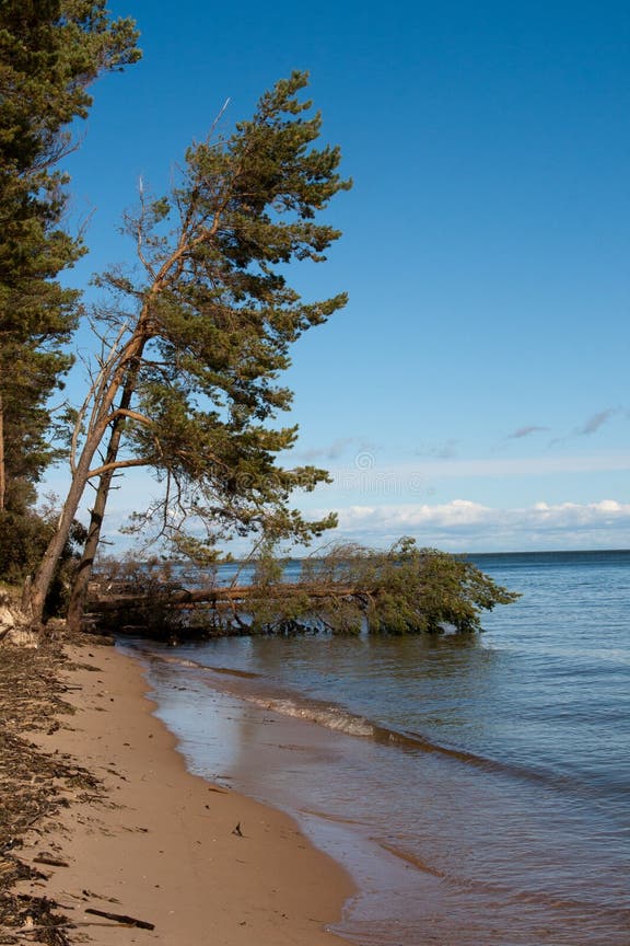Tumbled tree at the shore stock photo. Image of overturn - 21981276