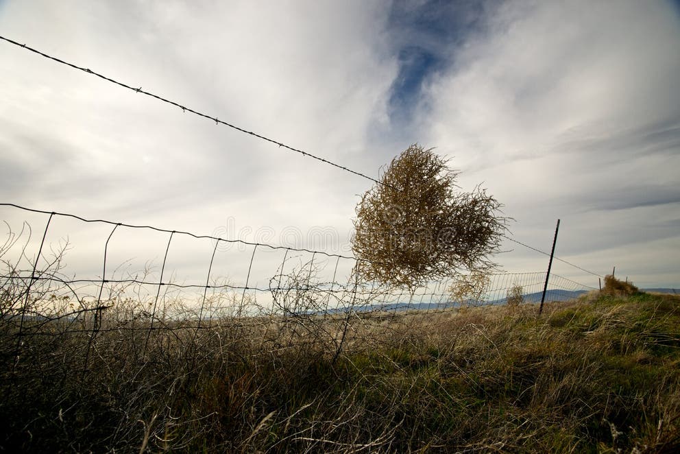 The Tumbleweed Fence stock photo. Image of stretch, cowboy - 18845512