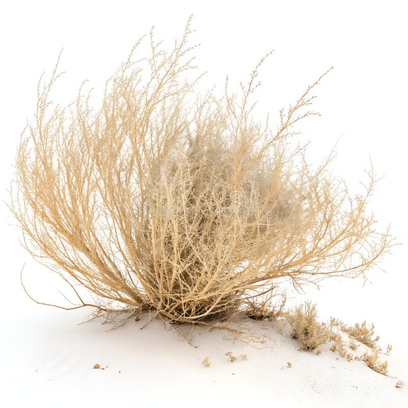 Tumbleweed Isolated on White Background Stock Illustration - Illustration of background, rural ...