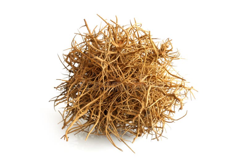 Tumbleweed stock photo. Image of blowing, bush, branches - 55181478