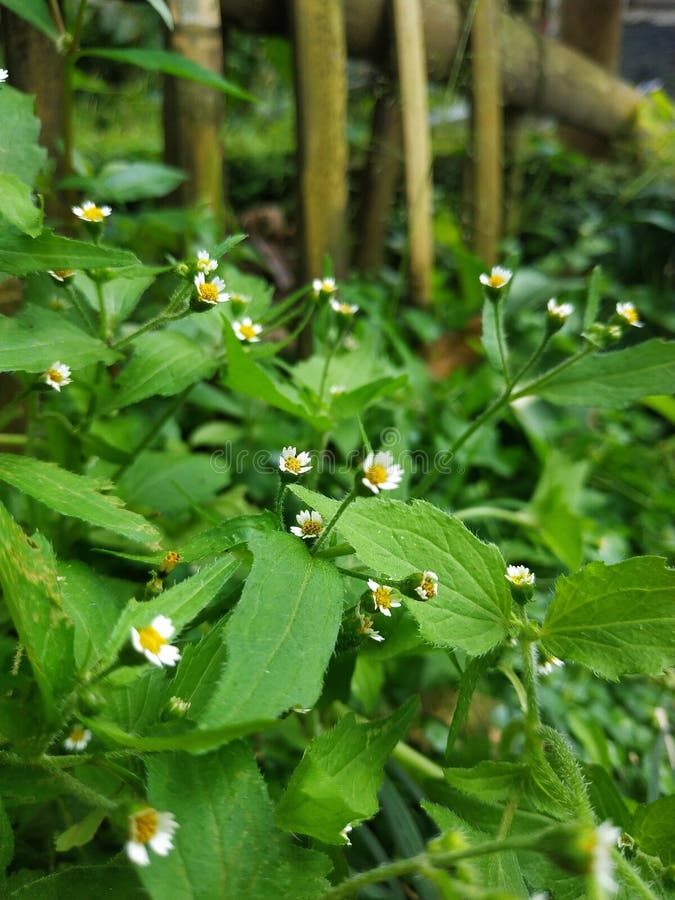Flowering wild plant stock photo. Image of natural, wild - 276481792