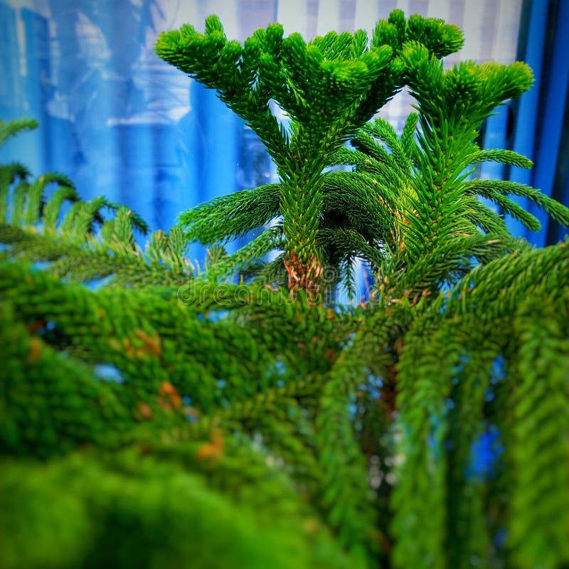 Tumbuhan stock image. Image of trees, tumbuhan, plant - 268841801