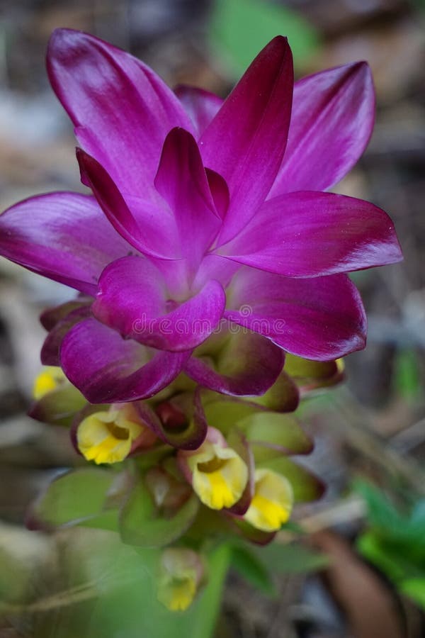 Tumeric Flower (Curcuma Longa) with a Natural Background Stock Photo ...