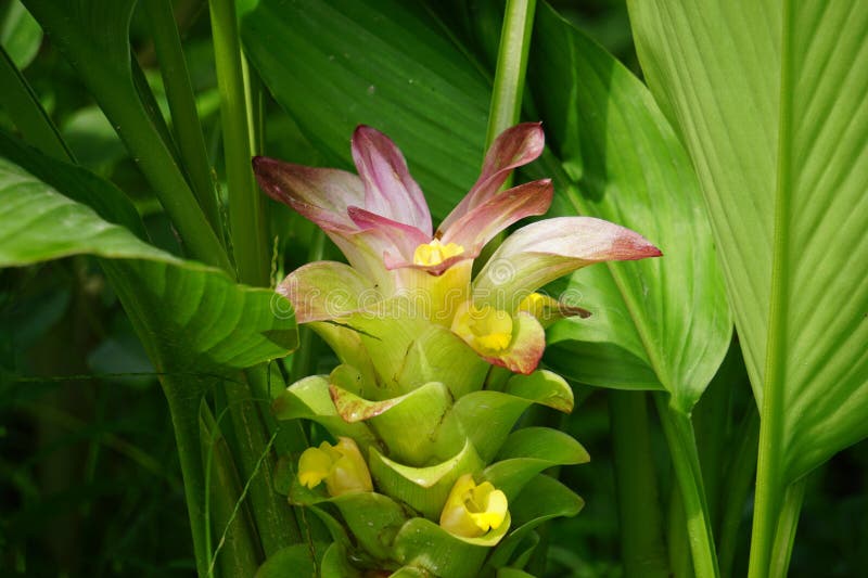 Tumeric Flower (Curcuma Longa) with a Natural Background Stock Photo ...