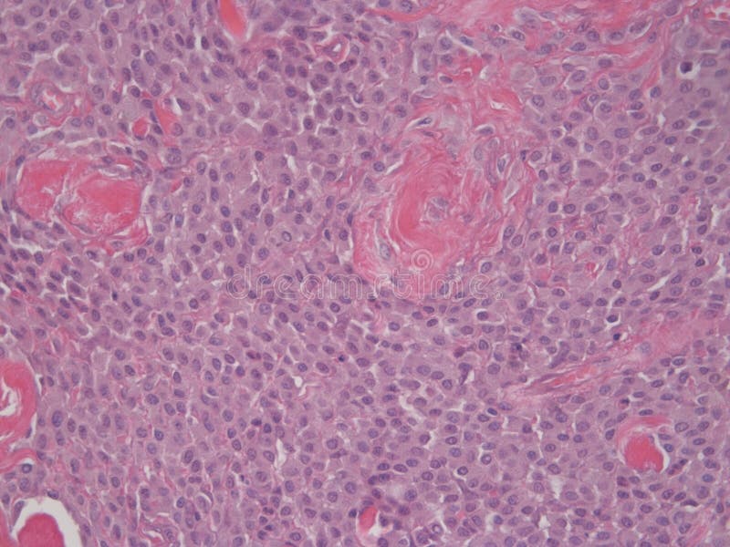 Hans Snyder (Histologistics) - Photographer profile