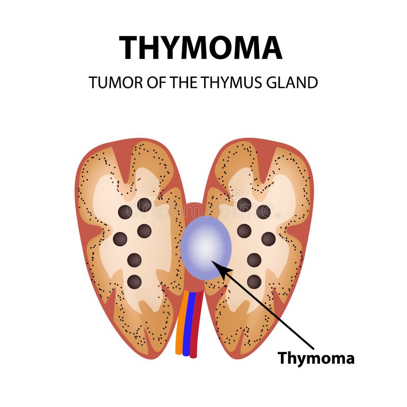 Thymus Structure