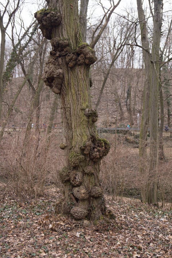 Abstract Wood Texture Bark, A Oak Tree. Tree Trunk Tumor Stock Image ...