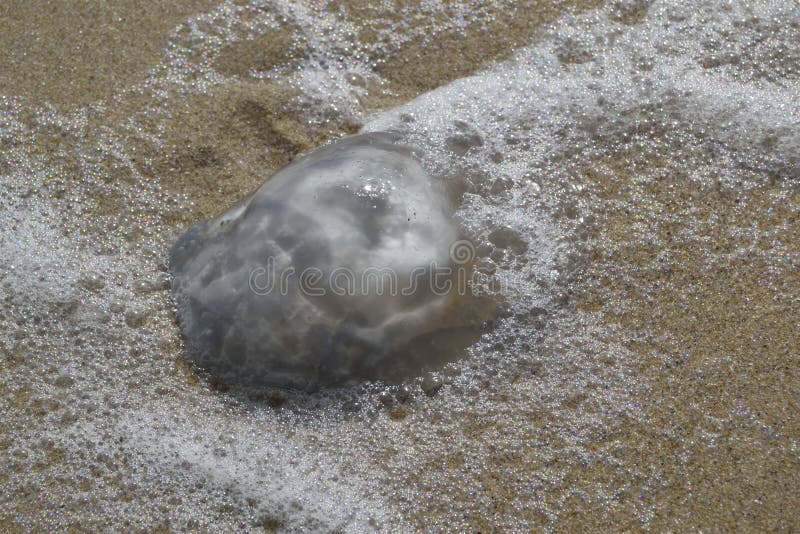 Tumultuous waves,blue sea stock image. Image of obzor - 47911807