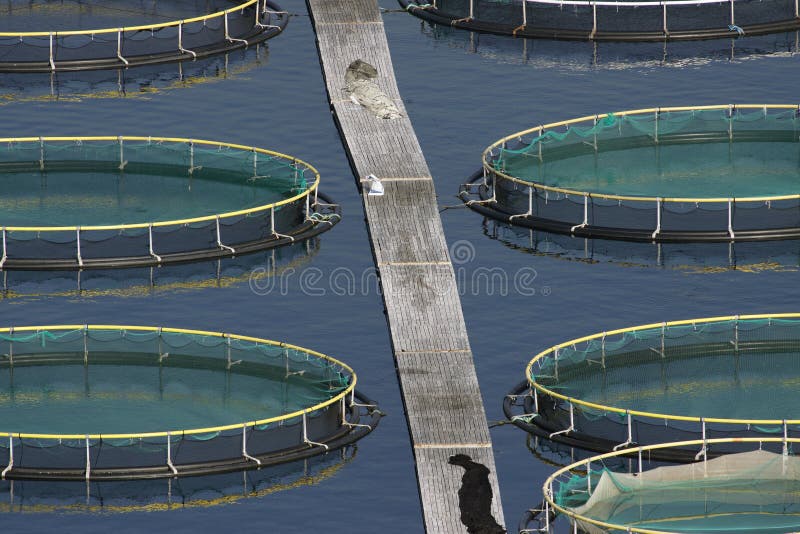 Tuna cage stock photo. Image of cage, fish, farming, coop - 18765584