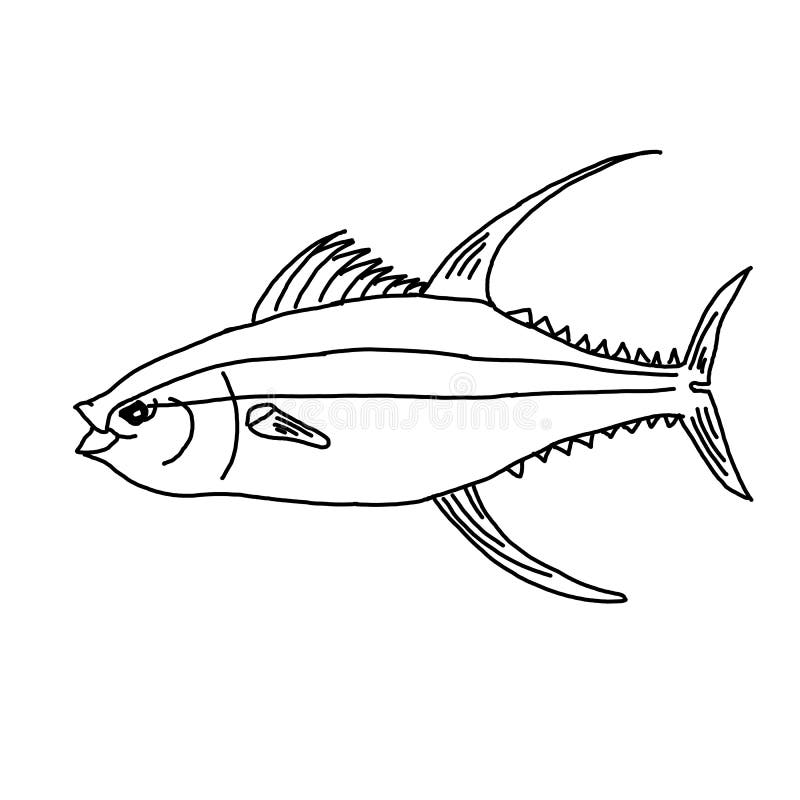 Tuna Carcass. Line Art on a White Background Stock Illustration ...