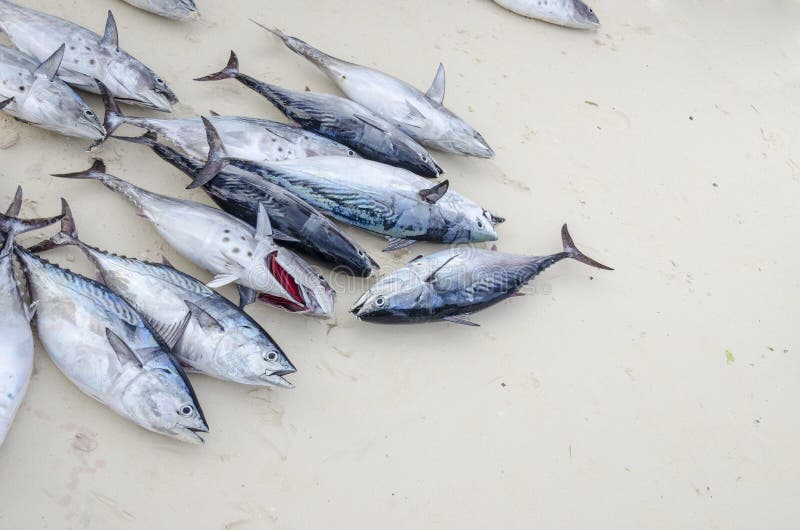 Tuna catch stock photo. Image of seafood, tuna, beach - 52839814