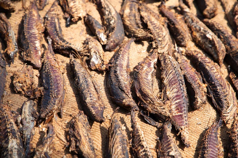 Tuna Drying Process on the Coast of Sri Lanka Stock Photo - Image of ...