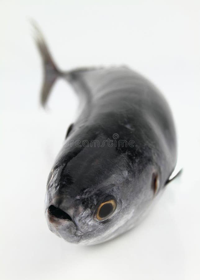 Tuna fish stock photo. Image of isolated, fishing, protein - 20232974