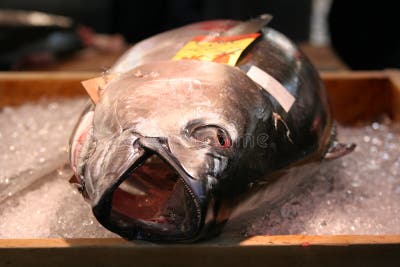 Tuna fish stock photo. Image of scary, open, dead, mouth - 6753614
