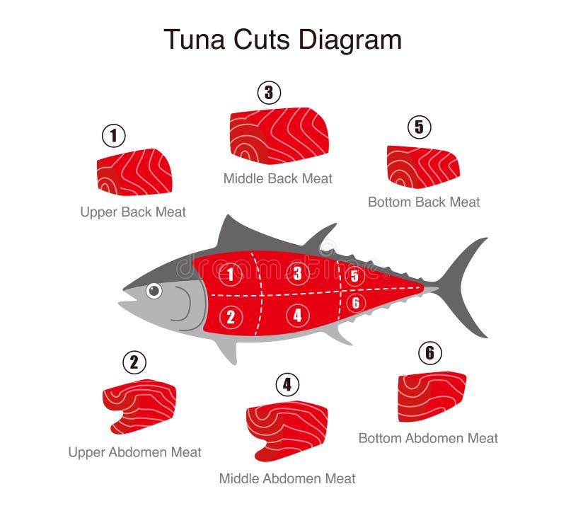 Tuna Fish Cuts Diagram, Vector Illustration Stock Vector - Illustration ...