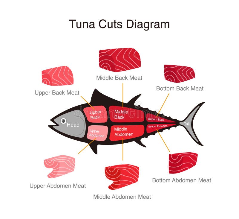 Tuna Fish Cuts Diagram, Vector Illustration Stock Vector - Illustration ...