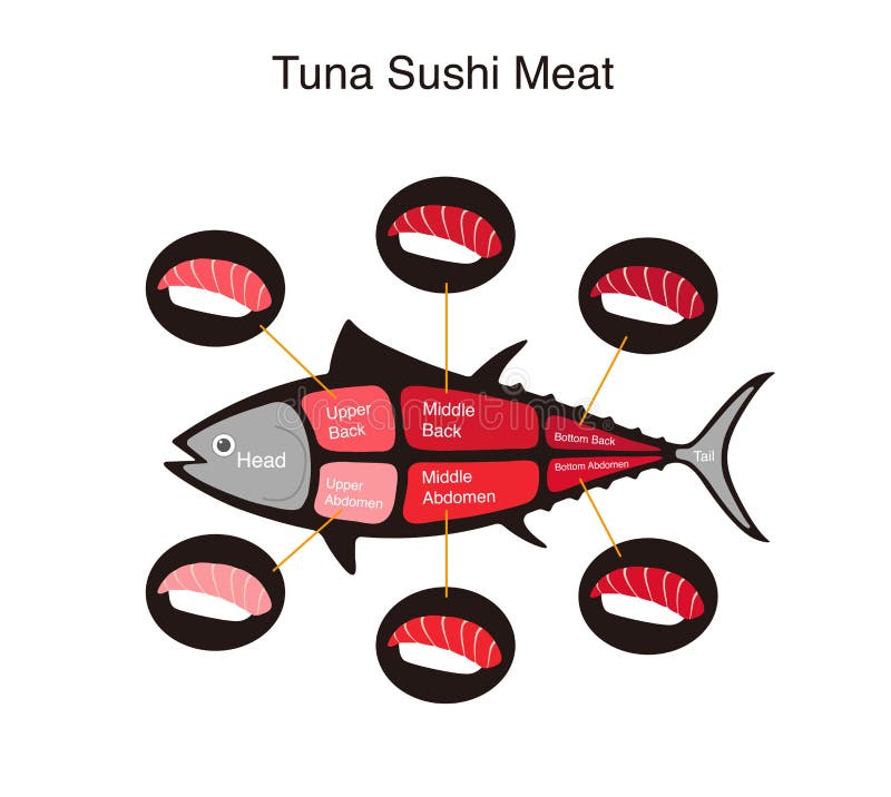 Tuna Fish Cuts Diagram, Vector Illustration Stock Vector - Illustration ...