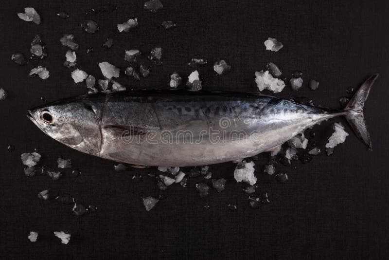 Tuna fish. stock photo. Image of view, saltwater, tasty - 86215902