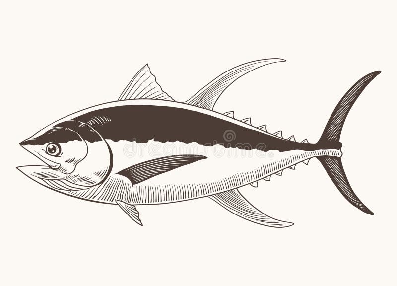 Tuna Fish Hand Drawing Vintage Engraving Illustration Stock Vector - Illustration of retro ...