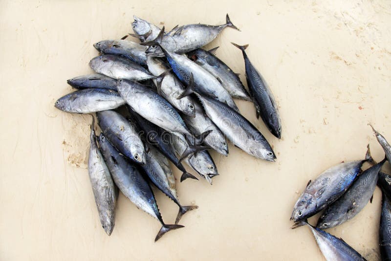 Tuna fish stock photo. Image of hobbies, animal, food - 65775994