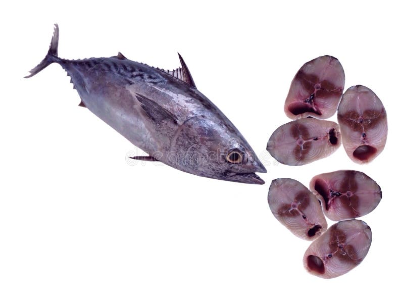 Jumping Tuna flying fish stock photo. Image of island - 3211106