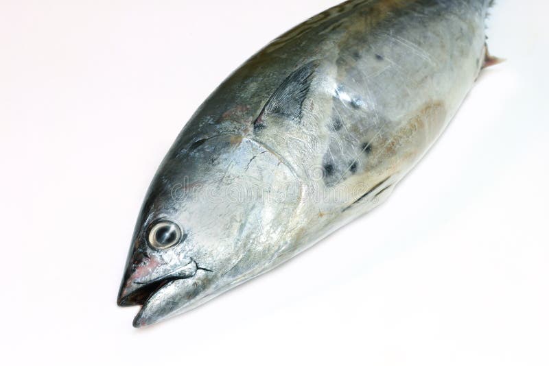 Tuna fish stock photo. Image of meat, food, marine, silver - 3833994