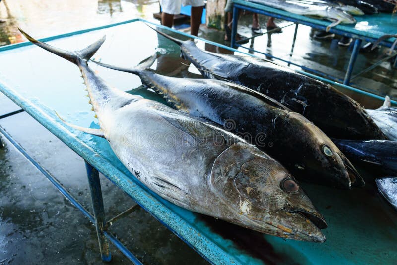 Tuna Lies on the Table in the Bazaar Stock Image - Image of healthy ...