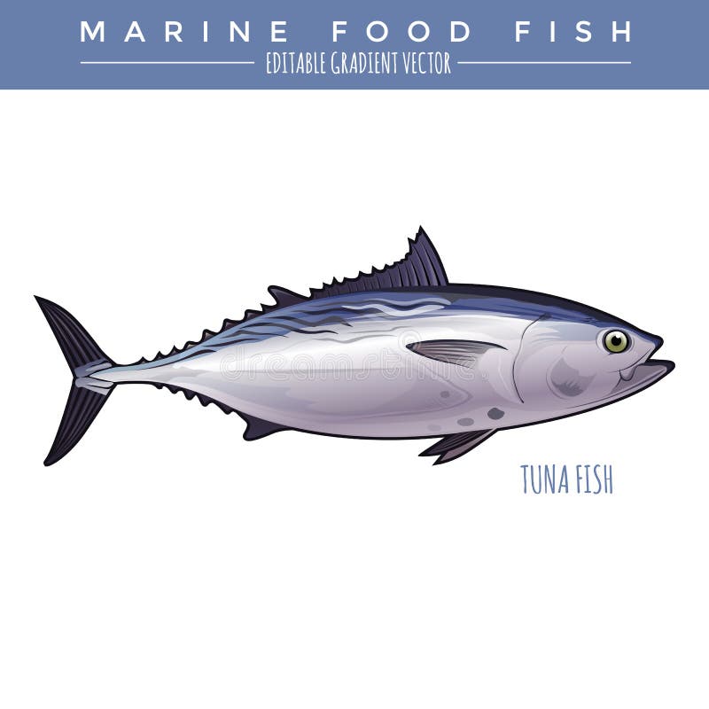 Tuna. Marine Food Fish stock vector. Illustration of canned - 68503855