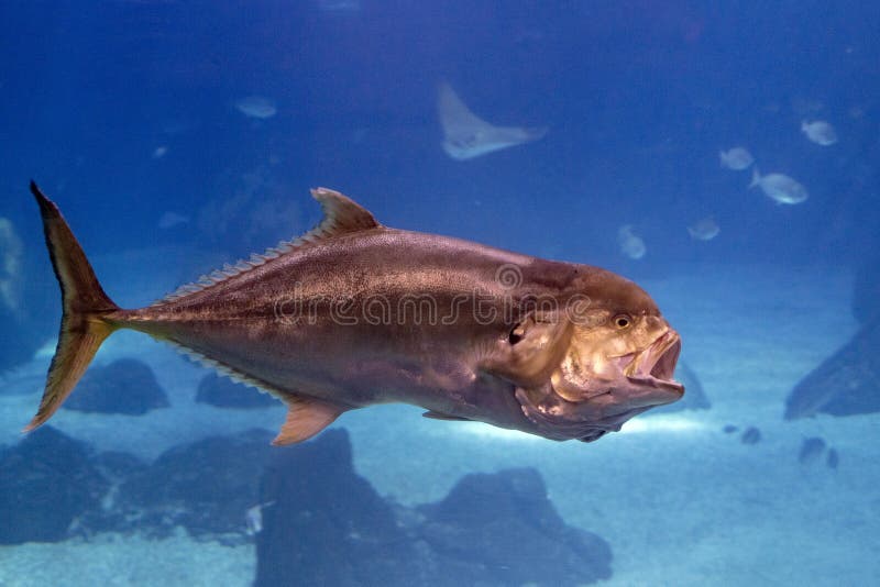 309 Tuna Open Ocean Stock Photos - Free & Royalty-Free Stock Photos ...