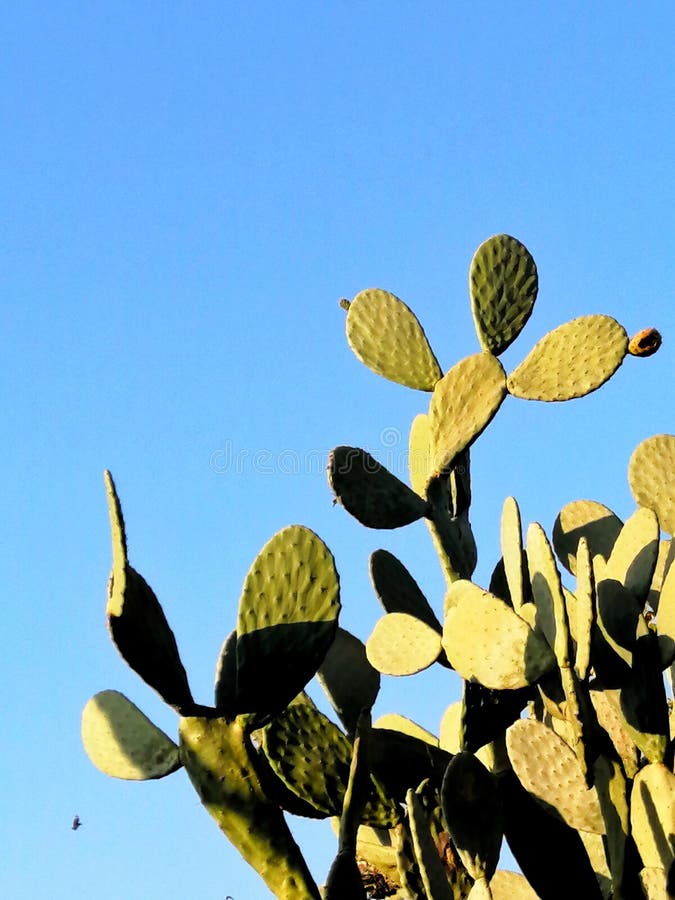 Tuna plants stock image. Image of fruit, tuna, field - 152760013