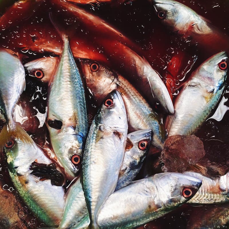 151 Finfish Stock Photos - Free & Royalty-Free Stock Photos from Dreamstime