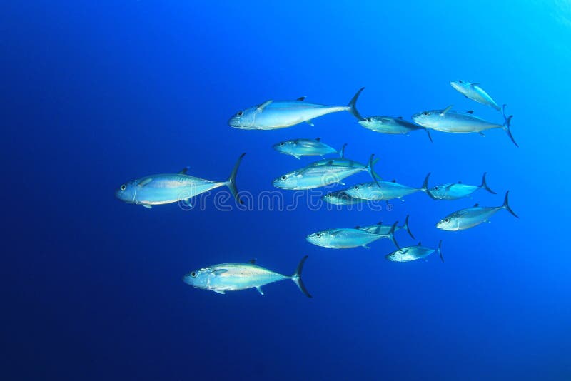 Tuna in the Sea stock image. Image of ocean, shoal, marine - 19331615