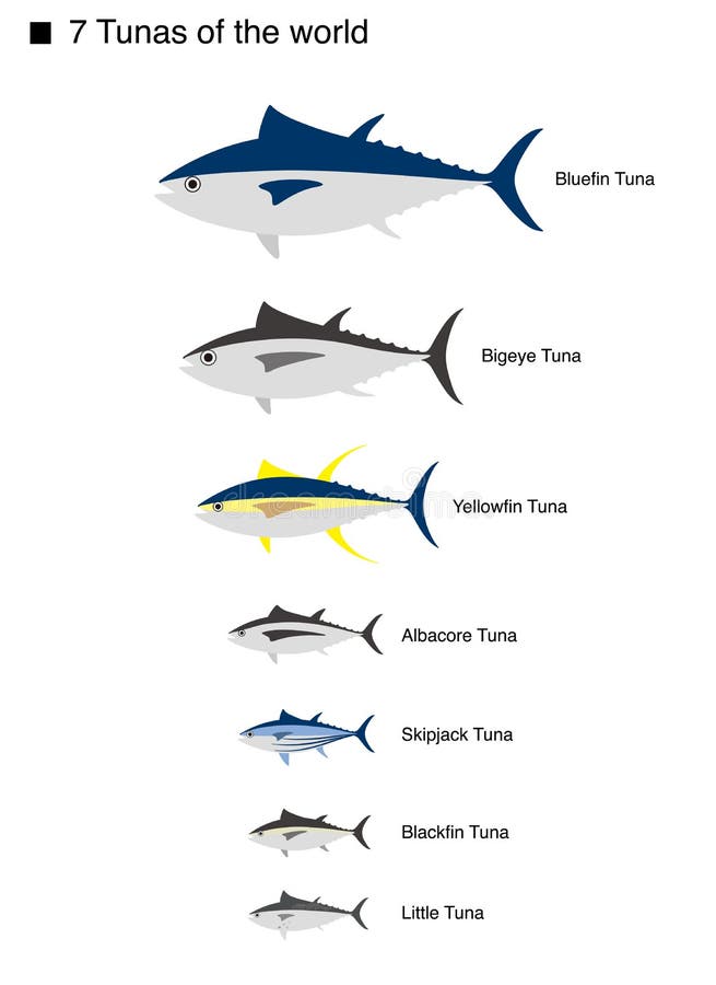 Tuna Fish Cuts Diagram, Vector Illustration Stock Vector - Illustration ...