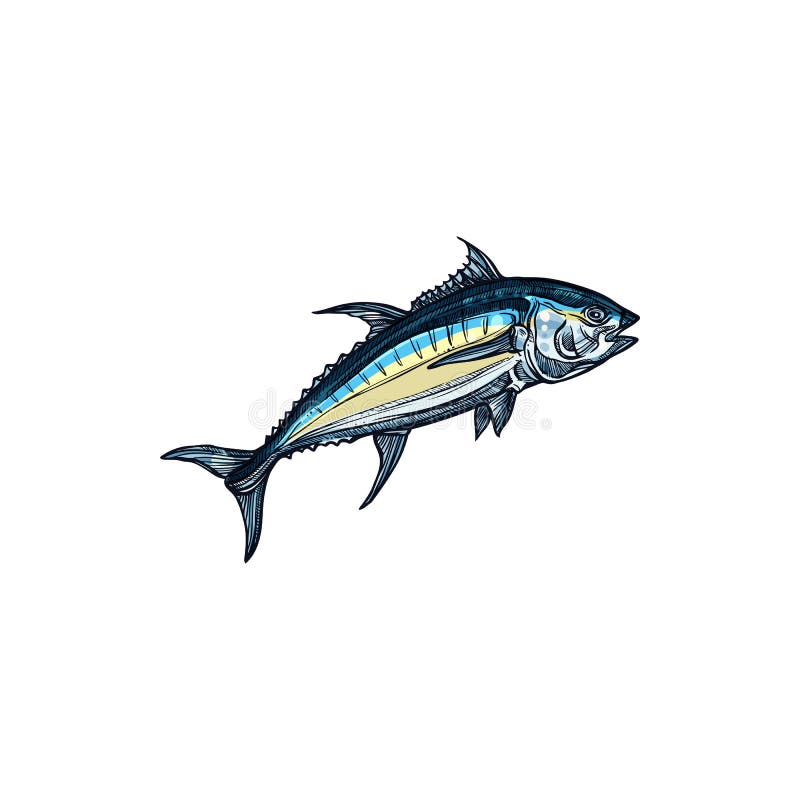 Tuna, Thunnini, Bullet Atlantic Bluefin Tunny Fish Stock Vector ... Tuna, Thunnini, Bullet Atlantic Bluefin Tunny Fish Stock Vector ...