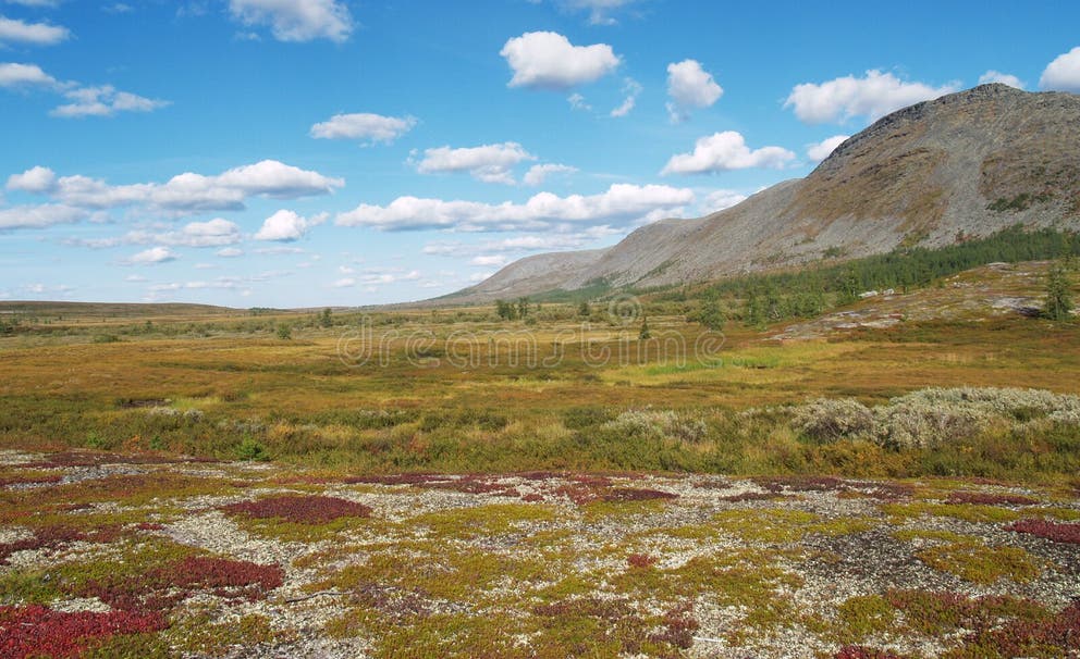 Tundra stock photo. Image of flowers, grass, cloud, rocky - 5235376