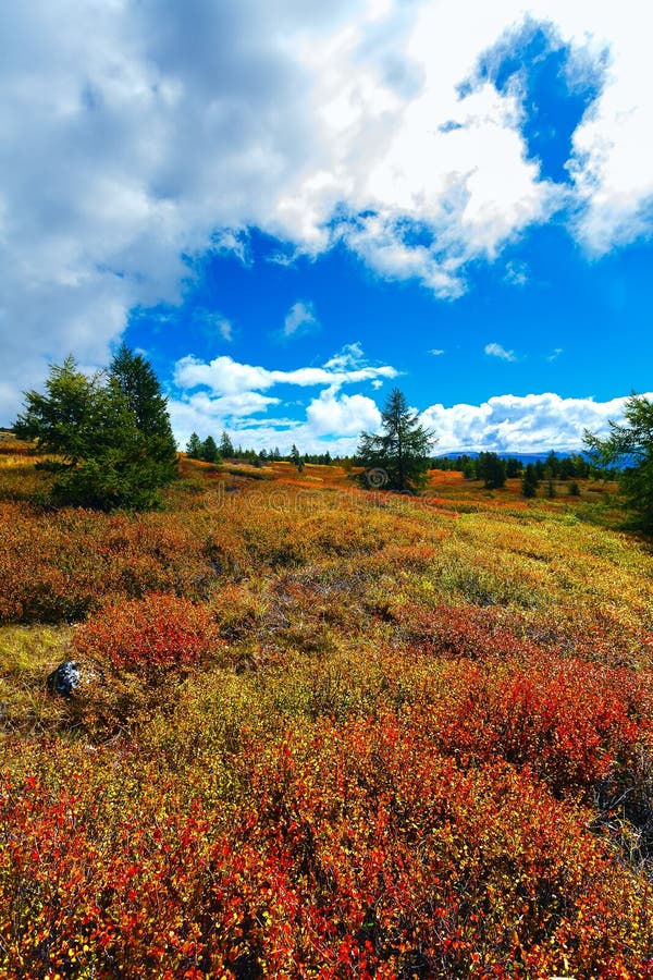 Tundra cloud trees stock photo. Image of fall, grass - 31406228