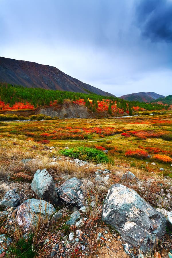 Tundra cloud trees stock image. Image of coniferous, park - 72146525