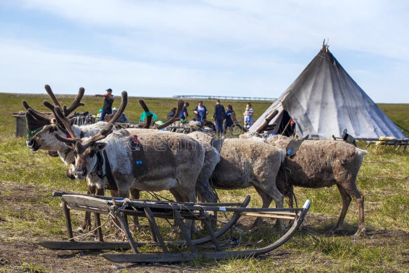 Tundra, the Extreme North, the Extreme North, Reindeer in Tundra, Deer ...