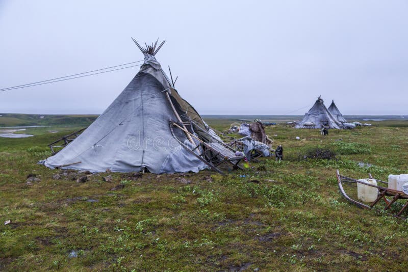 Tundra, the Extreme North, Reindeer in Tundra, Deer Harness with ...