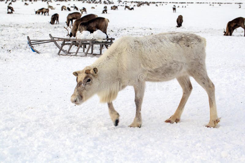 Tundra, Far North, Far North, Reindeer in the Tundra, Reindeer Harness ...