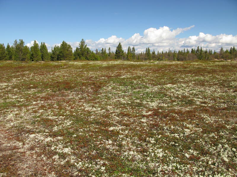 Tundra landscape stock image. Image of brown, colors, nature - 8399163