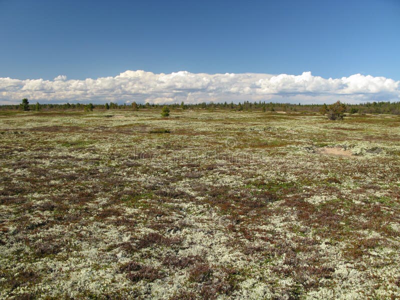 Tundra landscape stock image. Image of brown, countryside - 8453251